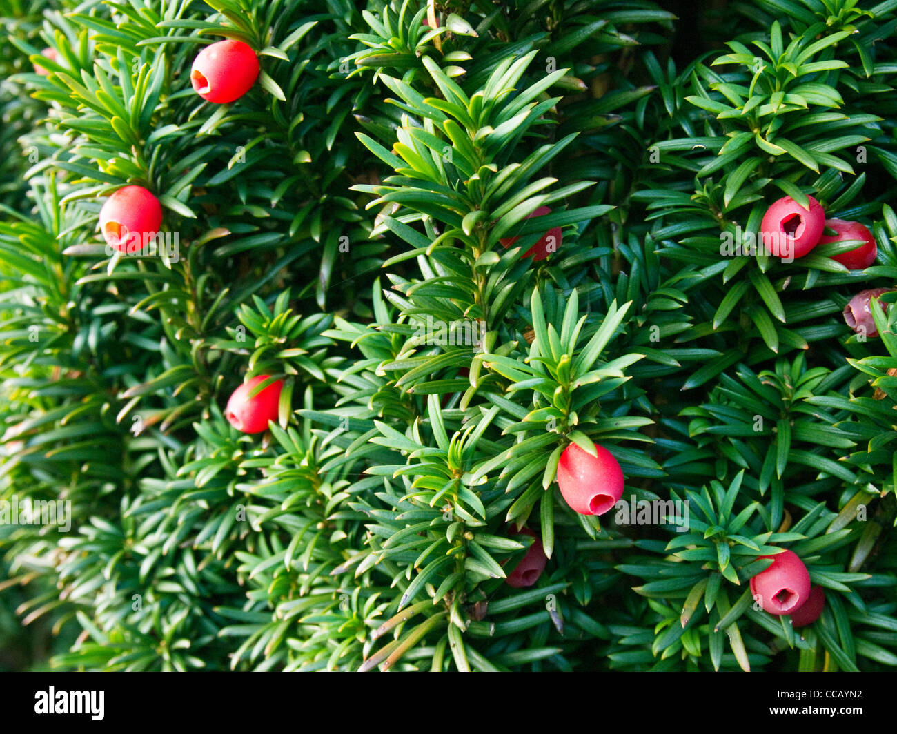 Yew tree Banque de photographies et d’images à haute résolution - Alamy