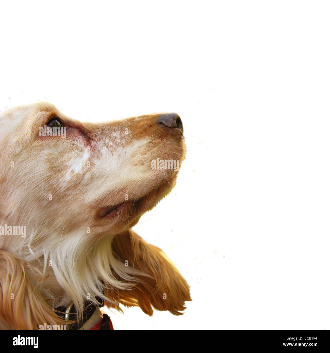 Mignon chien coker spaniel Banque de photographies et d’images à haute ...