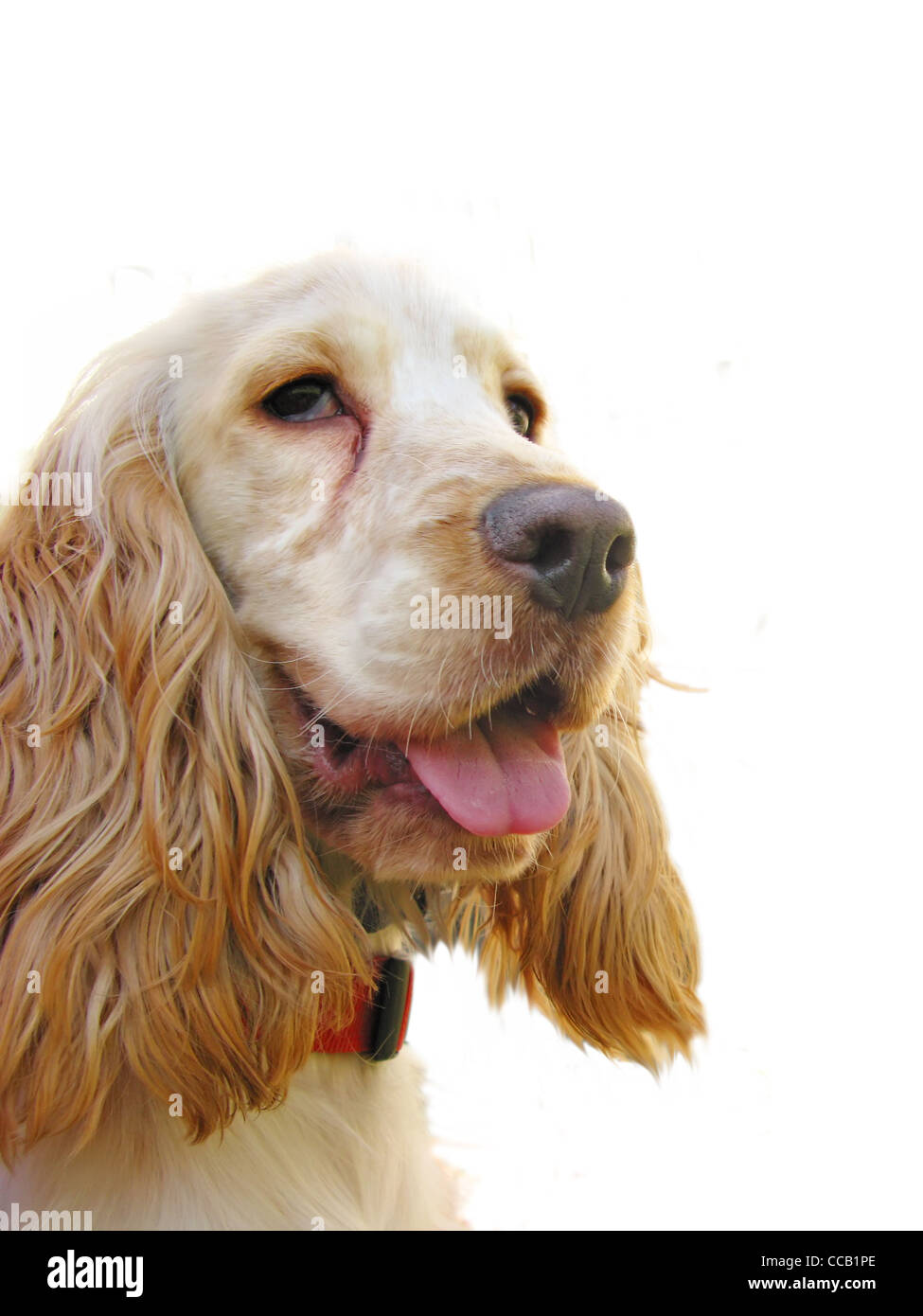 Mignon chien coker spaniel Banque de photographies et d’images à haute ...