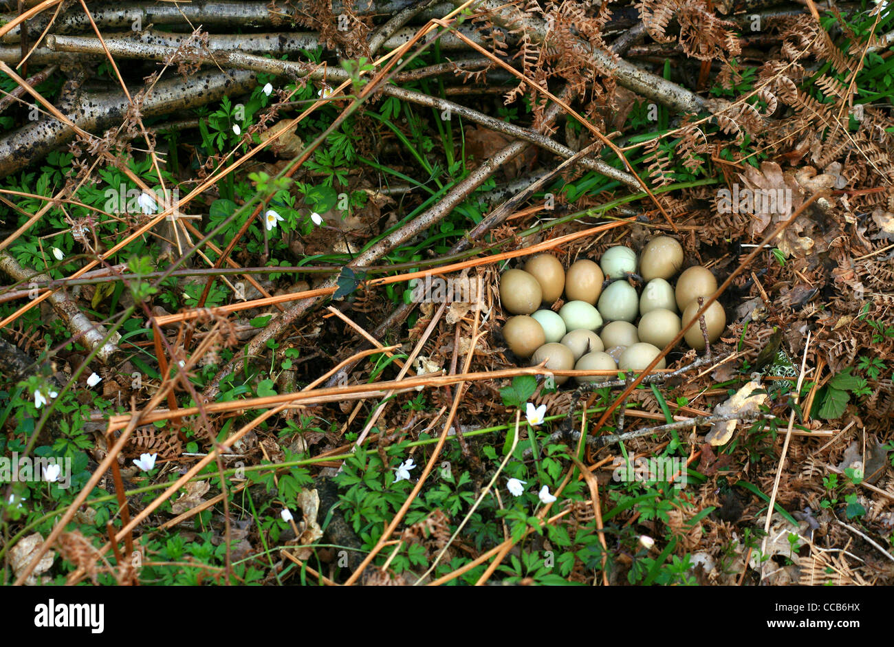 Un nid de faisan avec des oeufs sur un plancher de bois Photo Stock - Alamy