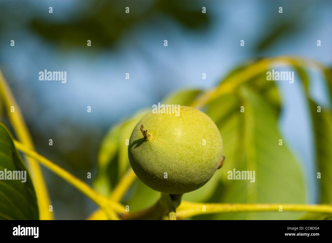 Noix qui poussent sur un arbre Banque de photographies et d’images à ...