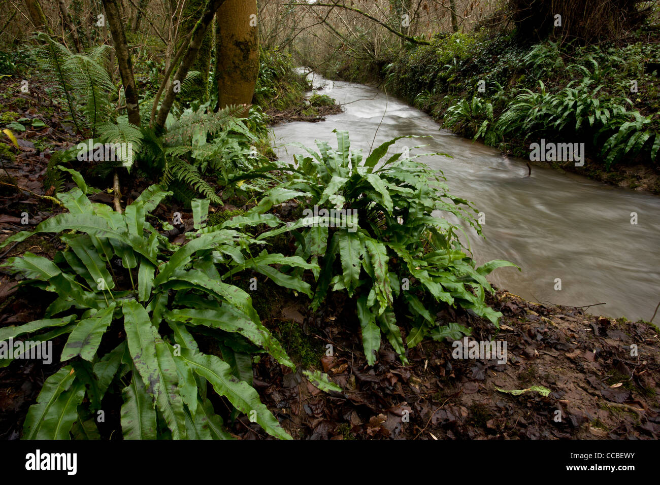 Mells river Banque de photographies et d’images à haute résolution - Alamy