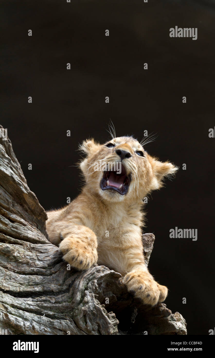 Lion et enfant Banque de photographies et d’images à haute résolution ...