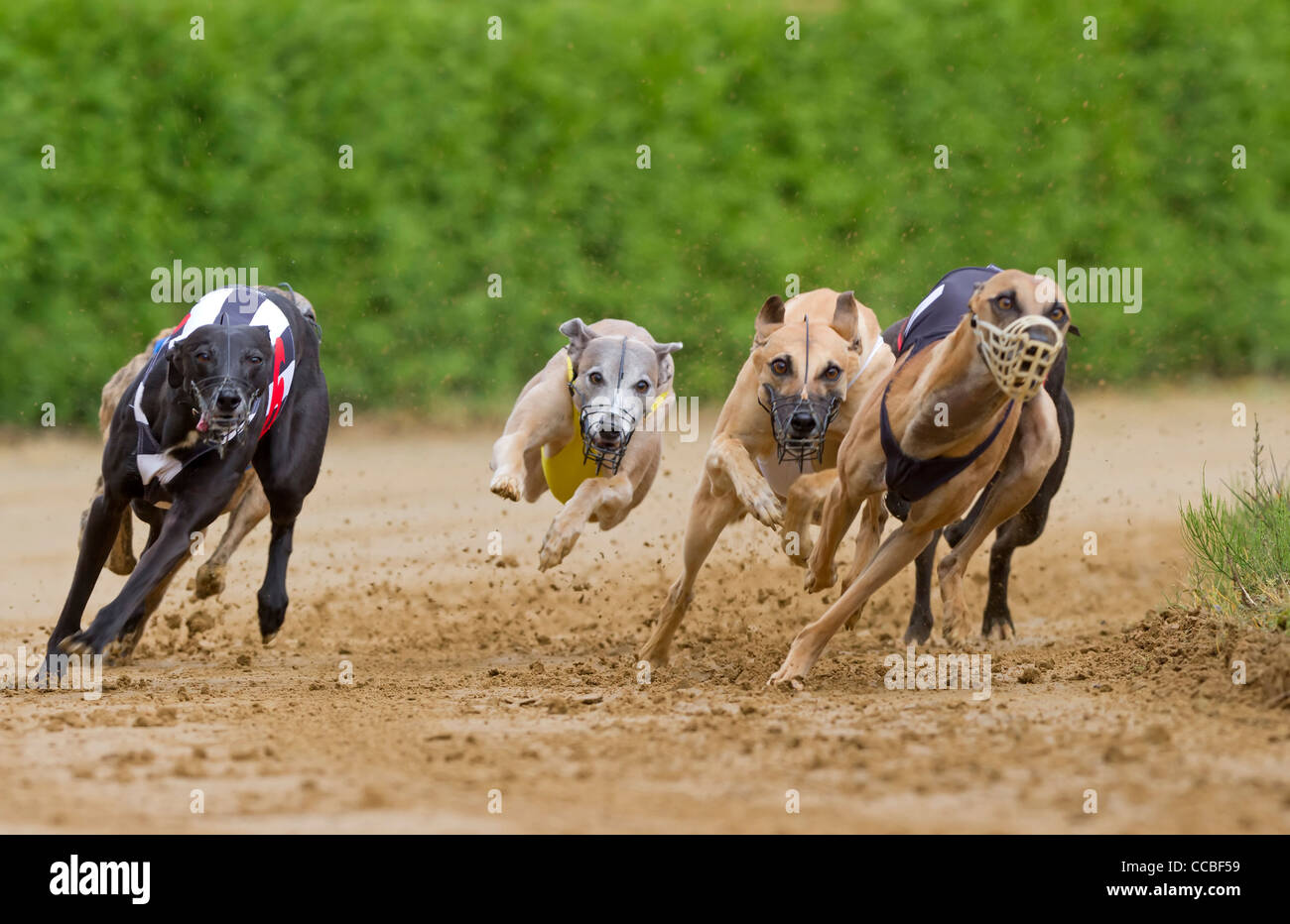 Piste de course de chien Banque de photographies et d’images à haute ...