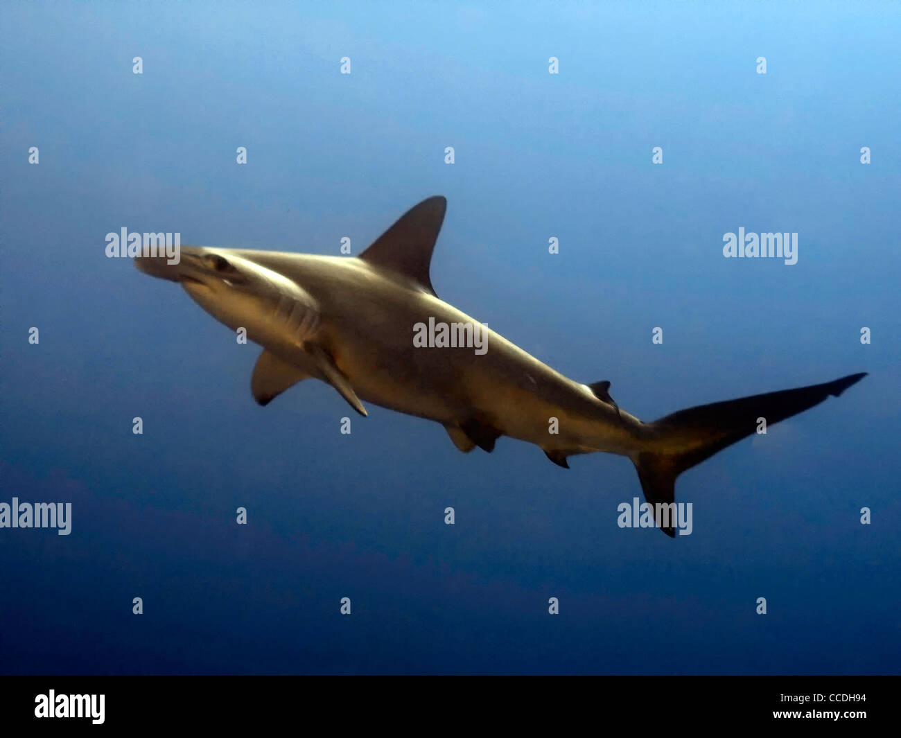 Requin marteau Banque de photographies et d’images à haute résolution ...