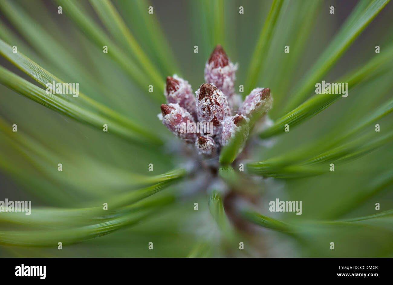 Fleur de pin Banque de photographies et d’images à haute résolution - Alamy