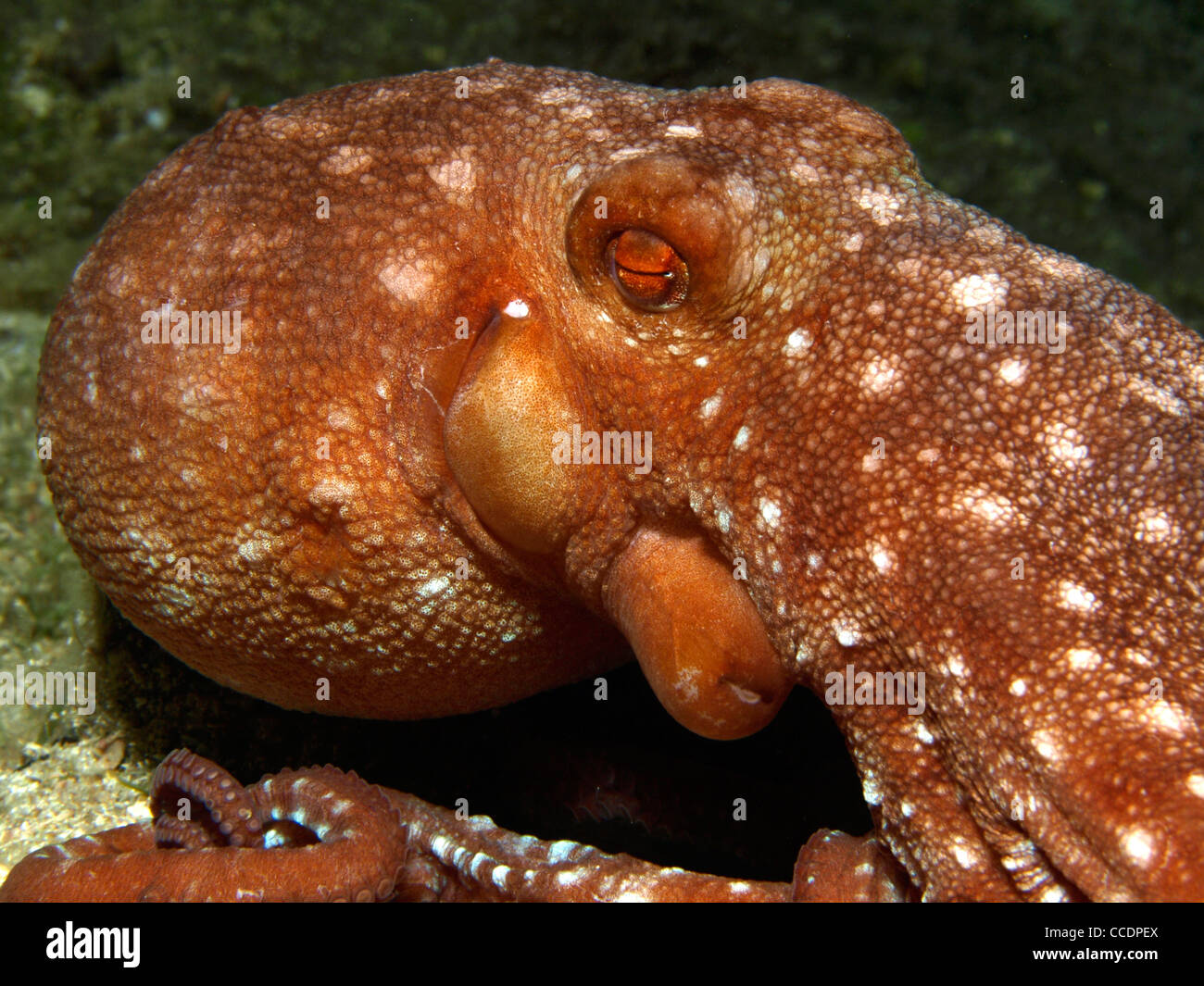 Octopus vulgaris in mediterranean sea Banque de photographies et d ...