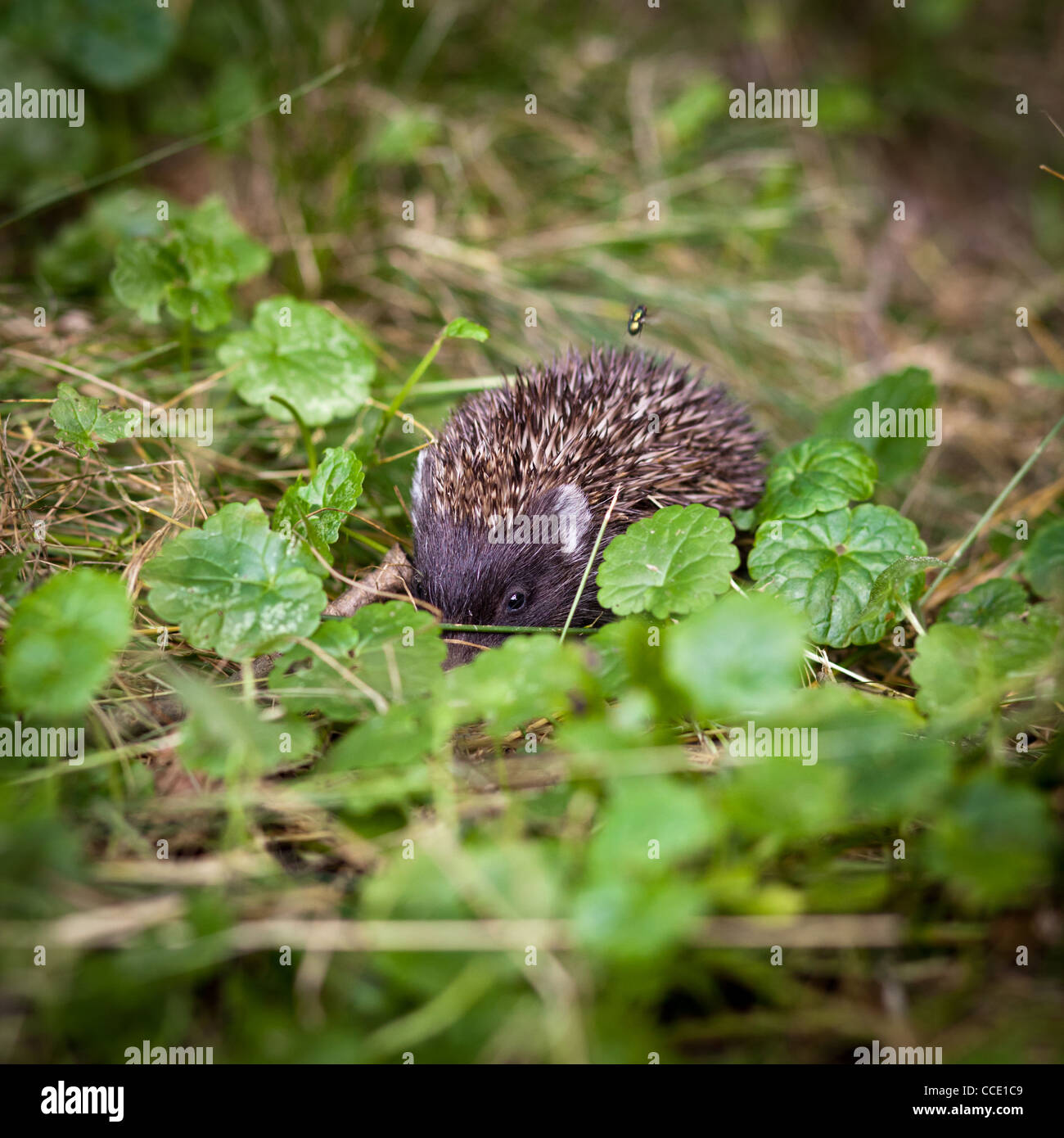 Bébé hérisson européen (Erinaceus europaeus) sniffing dans l'herbe ...