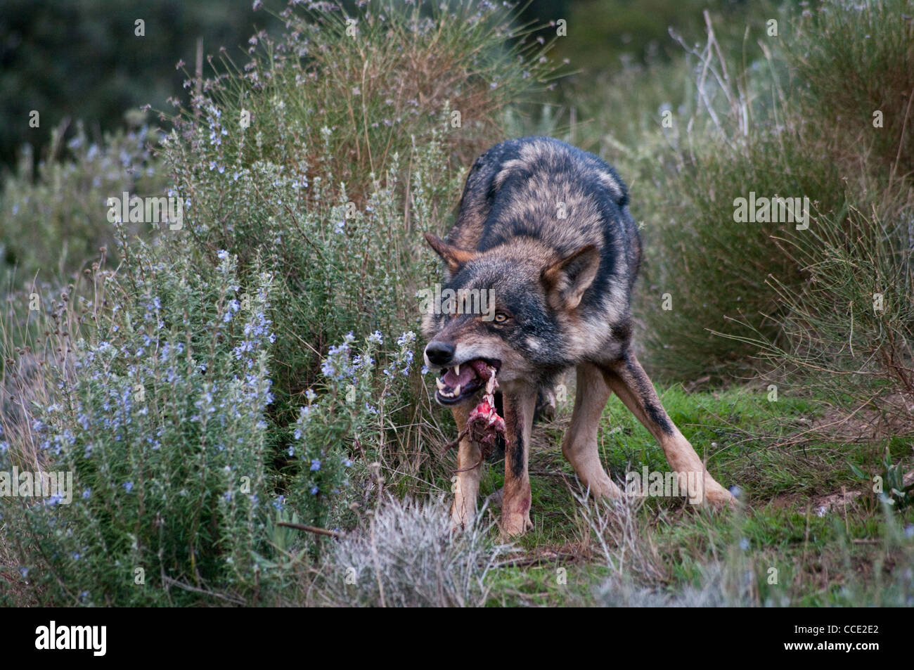 Loup qui mange une proie Banque de photographies et d’images à haute ...