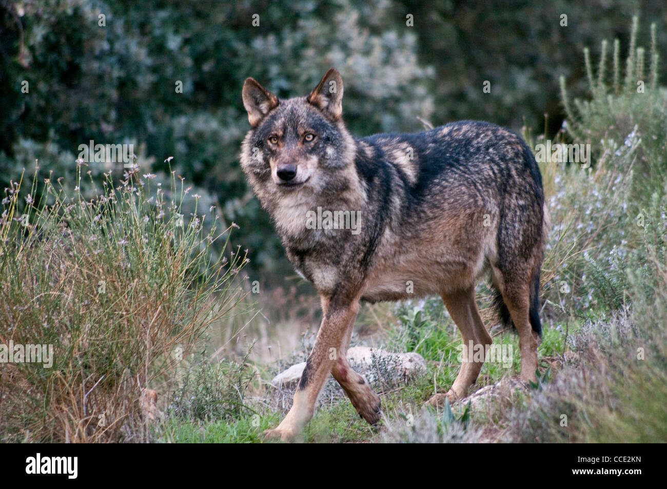 Canis lupus signatus Banque de photographies et d’images à haute ...