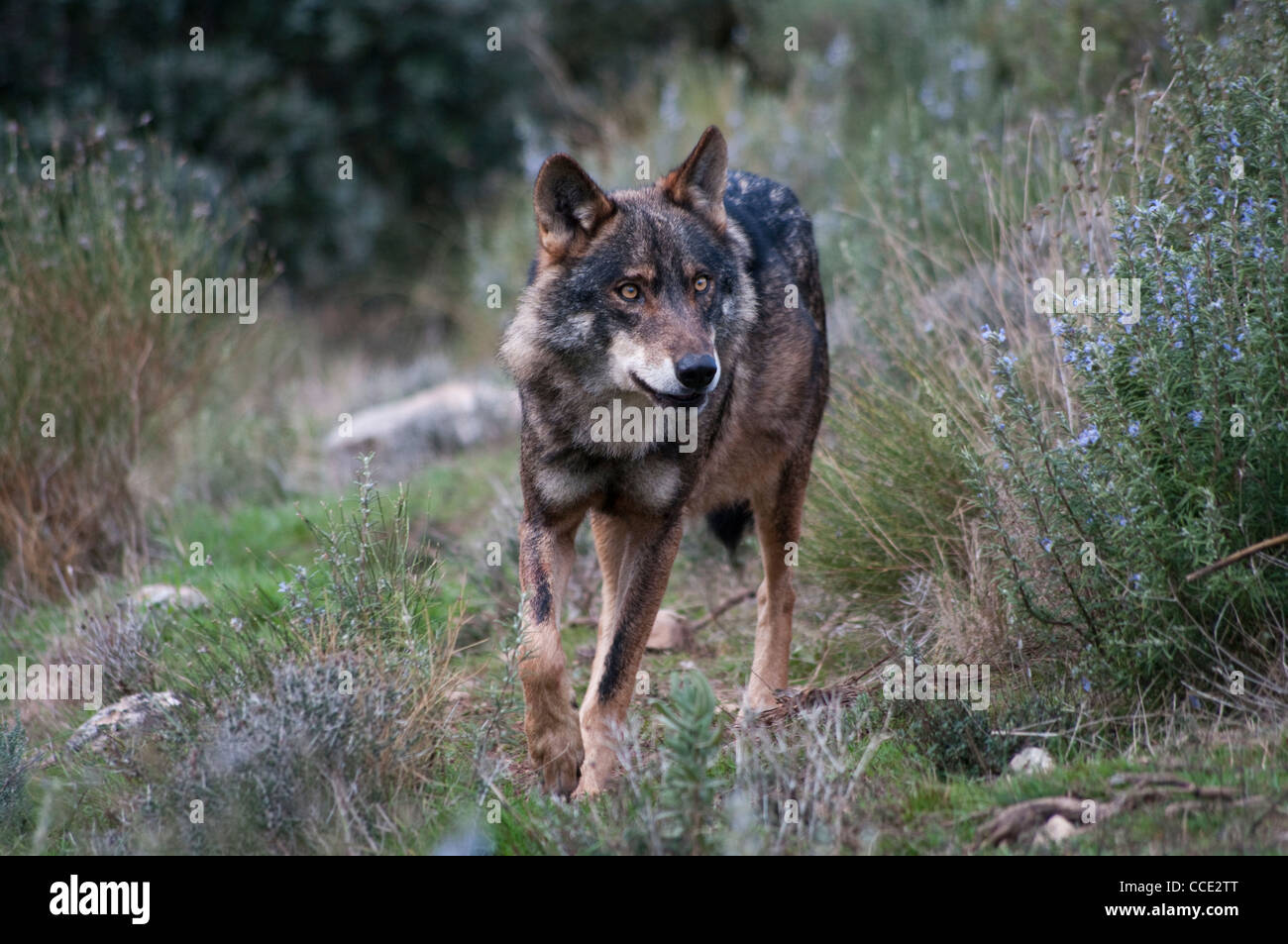 Curious wolf Banque de photographies et d’images à haute résolution - Alamy