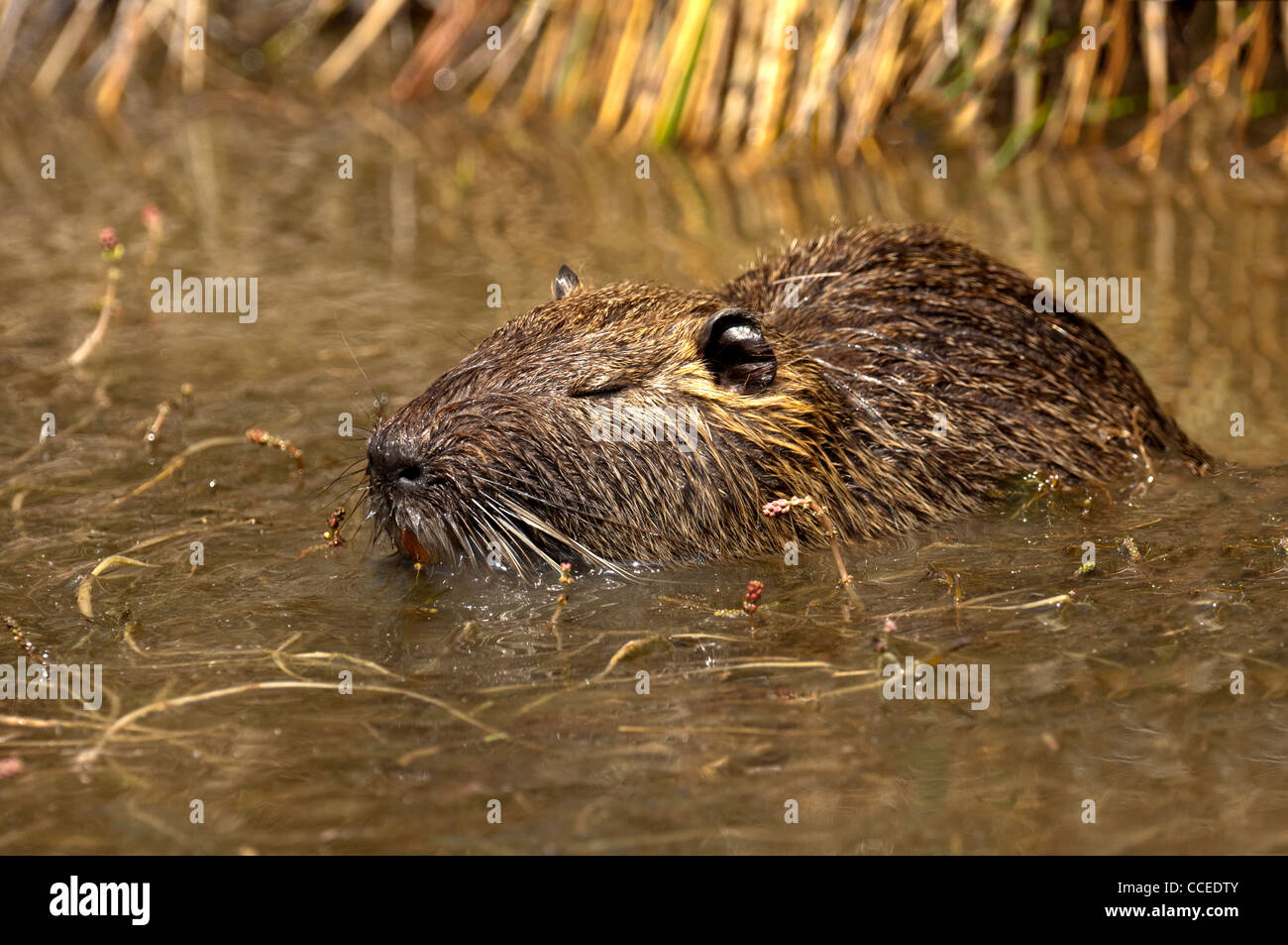 Nutra rat Banque de photographies et d’images à haute résolution - Alamy