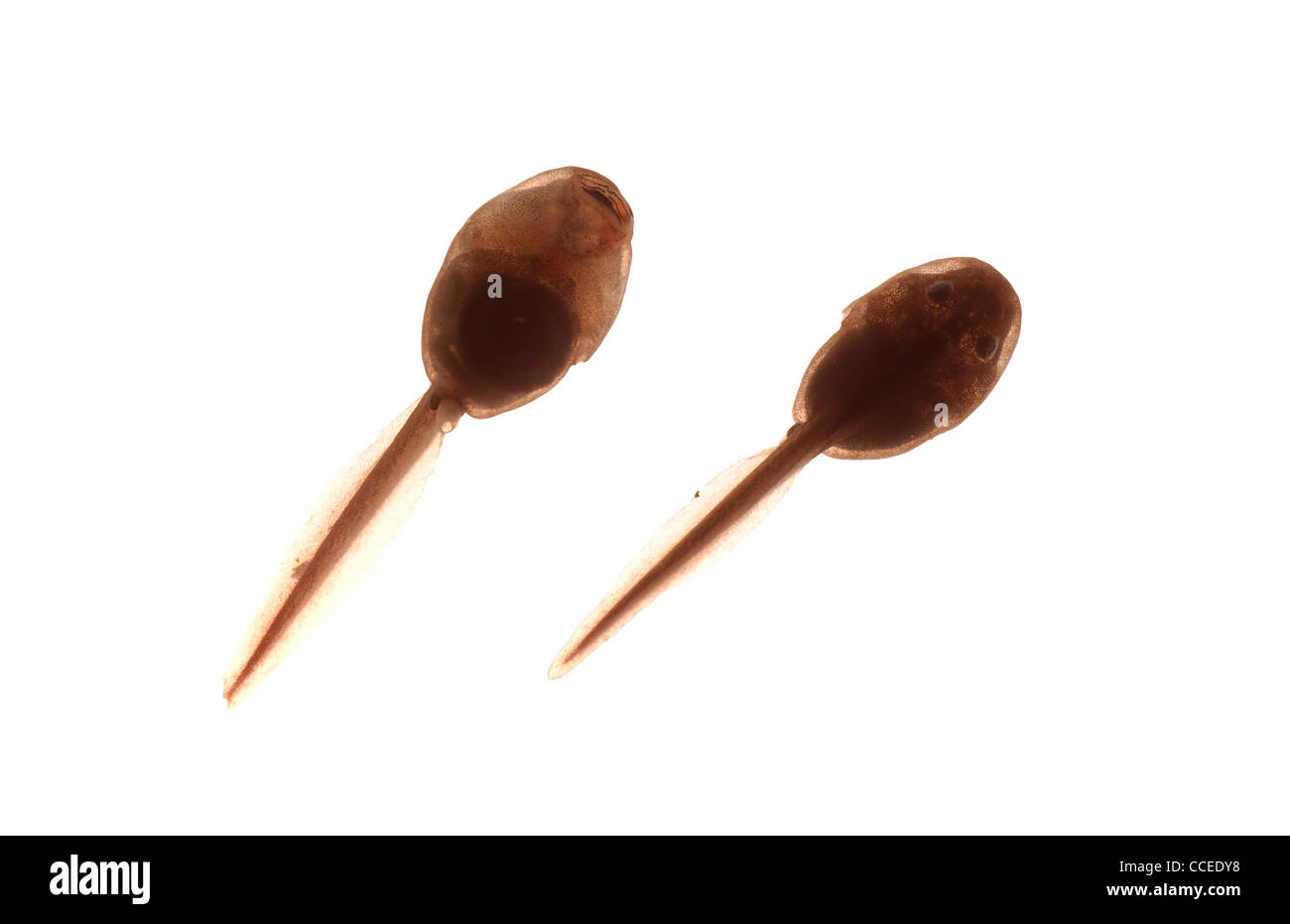 Jeune triton Banque d'images détourées - Alamy