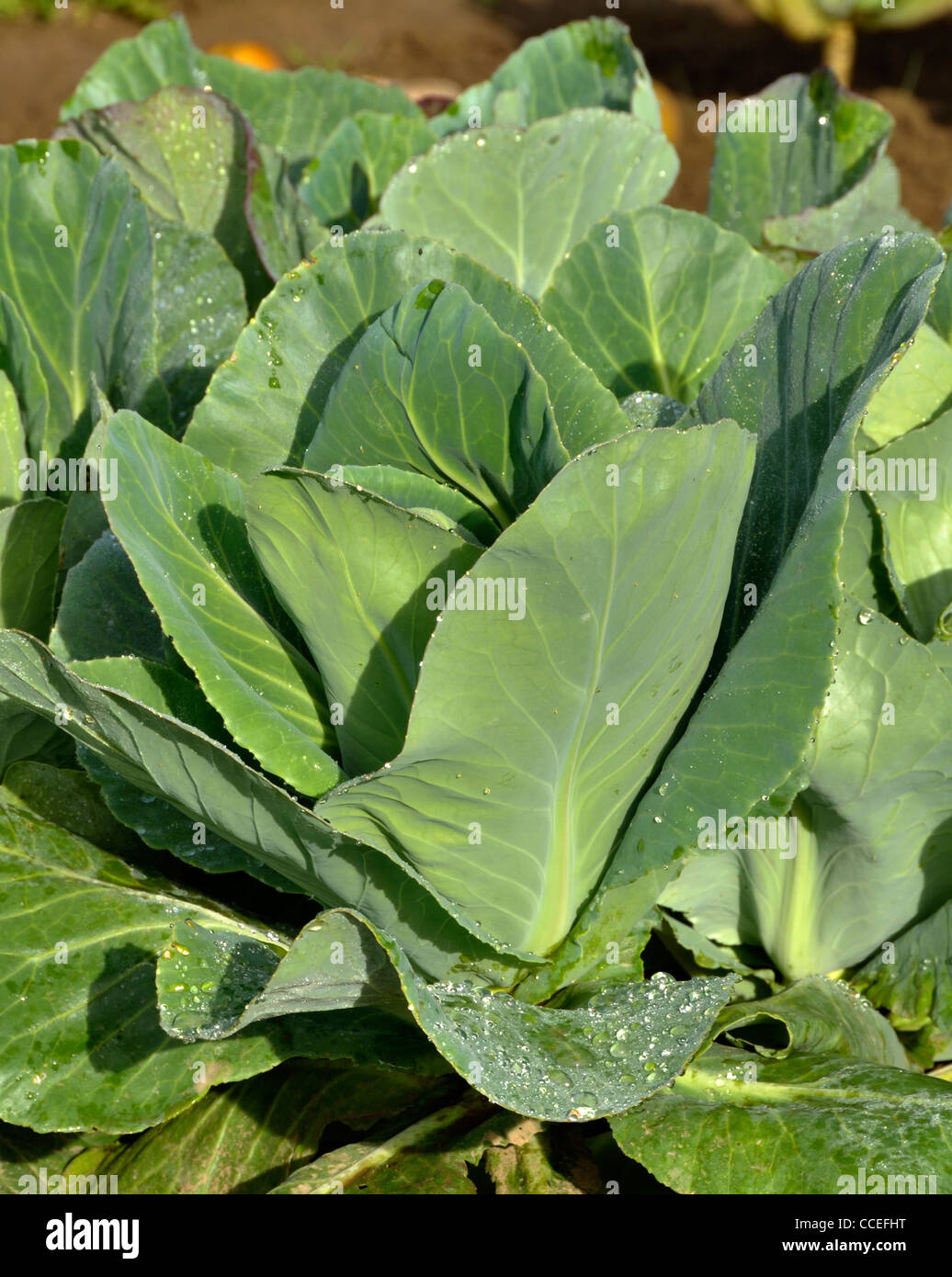 Choux cabus pointus Banque de photographies et d’images à haute ...