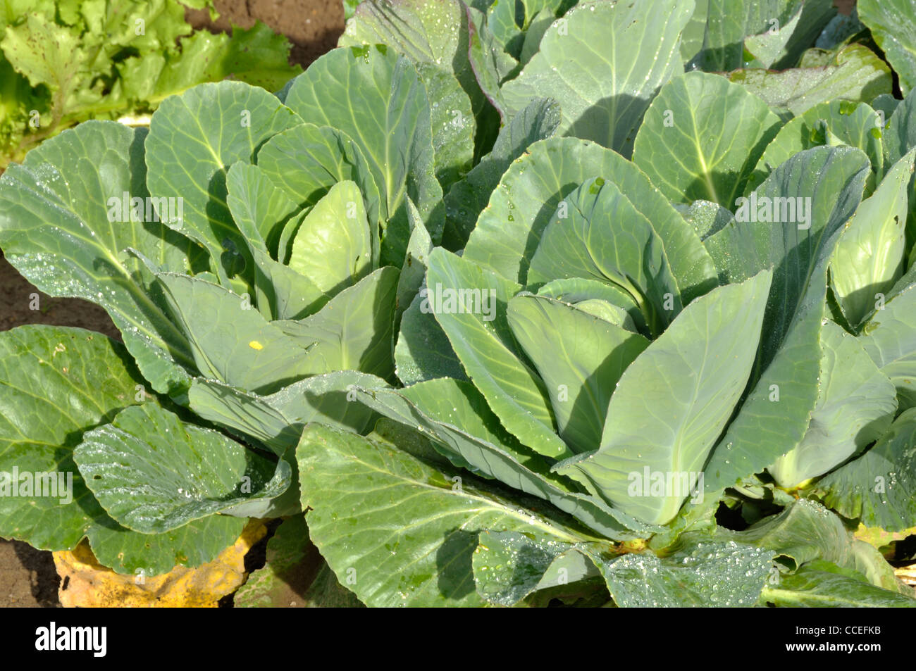 Choux cabus pointus Banque de photographies et d’images à haute ...