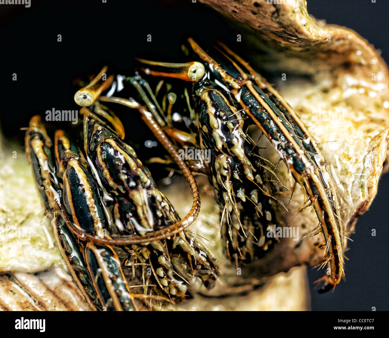 Yeux de bernard ermite Banque de photographies et d’images à haute ...