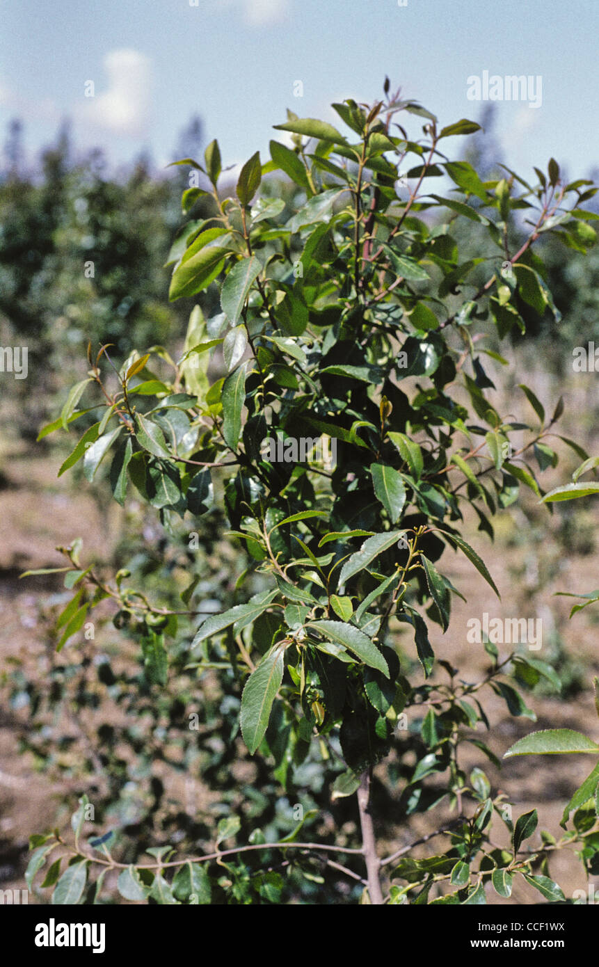 Khat leaf Banque de photographies et d’images à haute résolution - Alamy