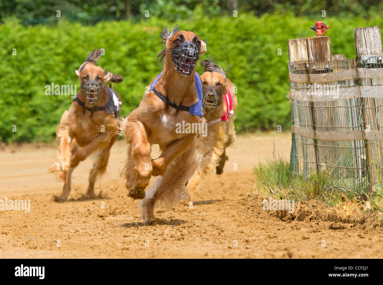 Piste de course de chien Banque de photographies et d’images à haute ...