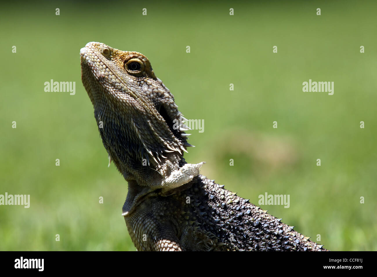 Lézard dragon barbu Banque de photographies et d’images à haute ...