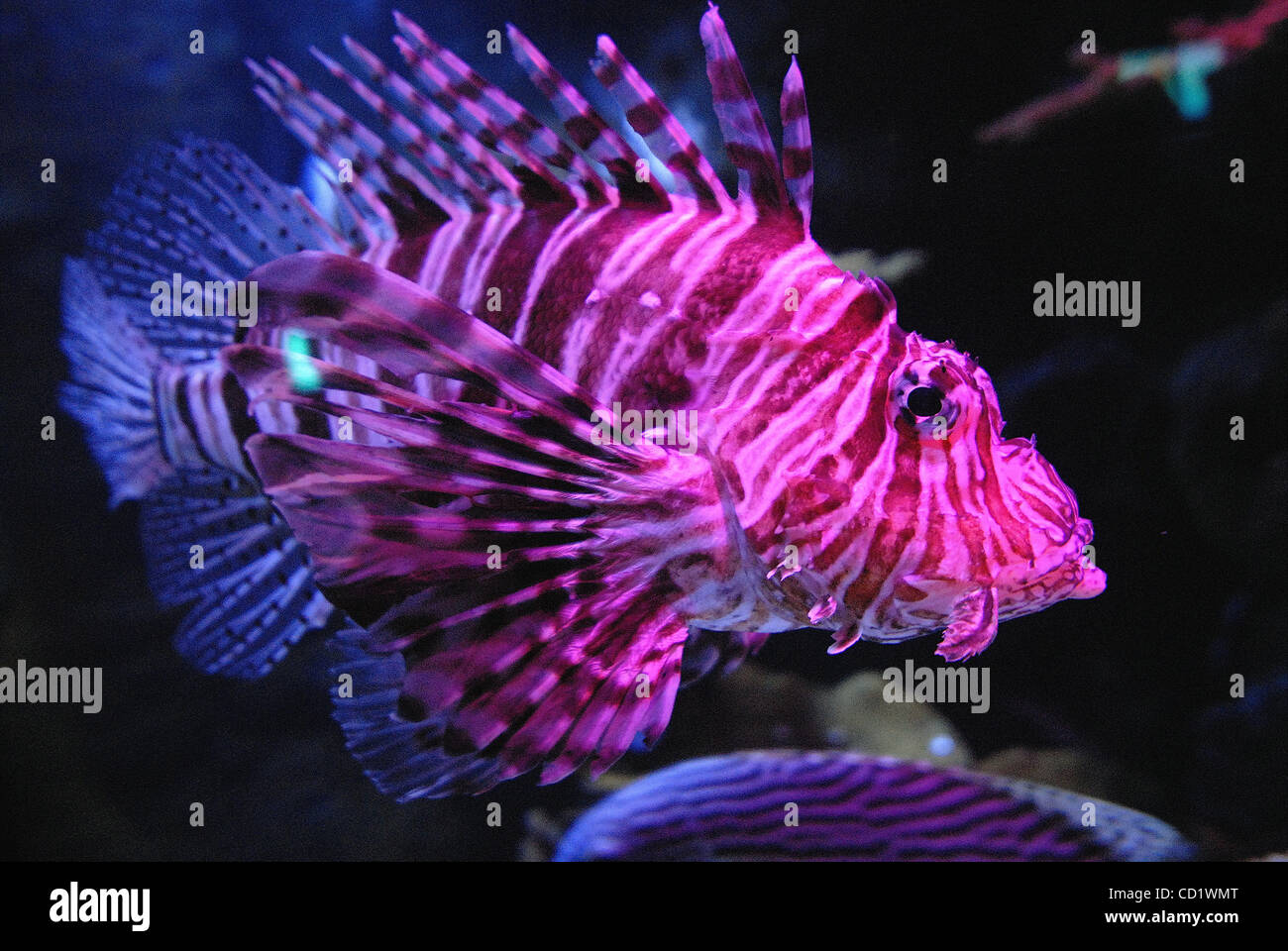 Rascasse volante Pterois volitans-- Le poisson lion est un prédateur ...