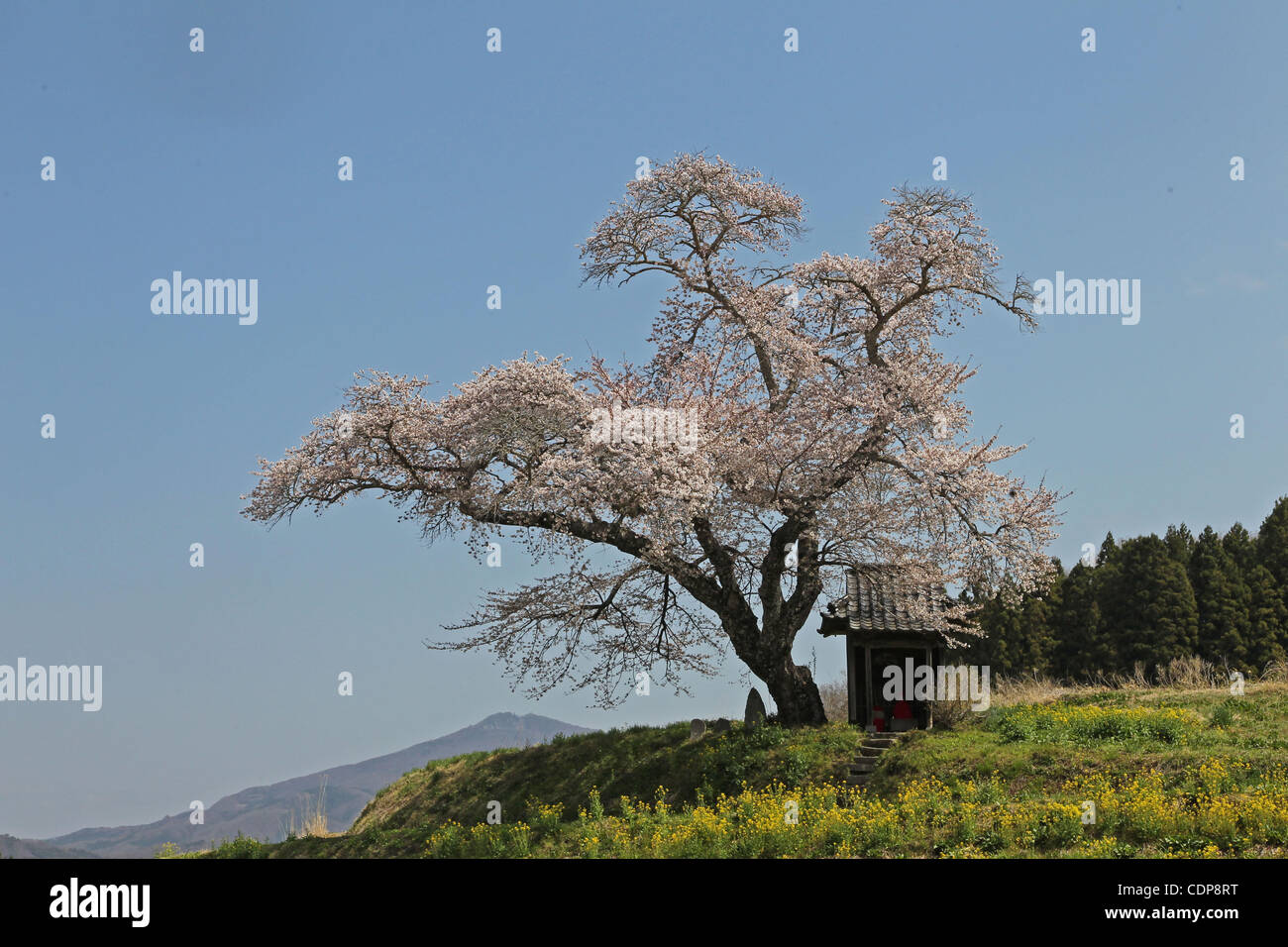 Dernier iphone Banque de photographies et d’images à haute résolution ...