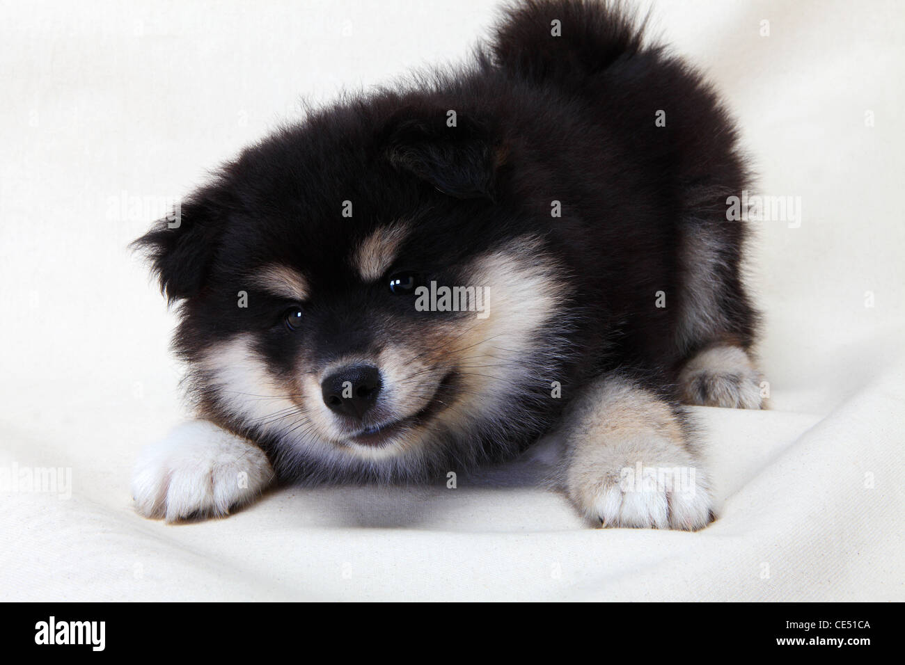 Chien lapphund finlandais Banque de photographies et d’images à haute ...