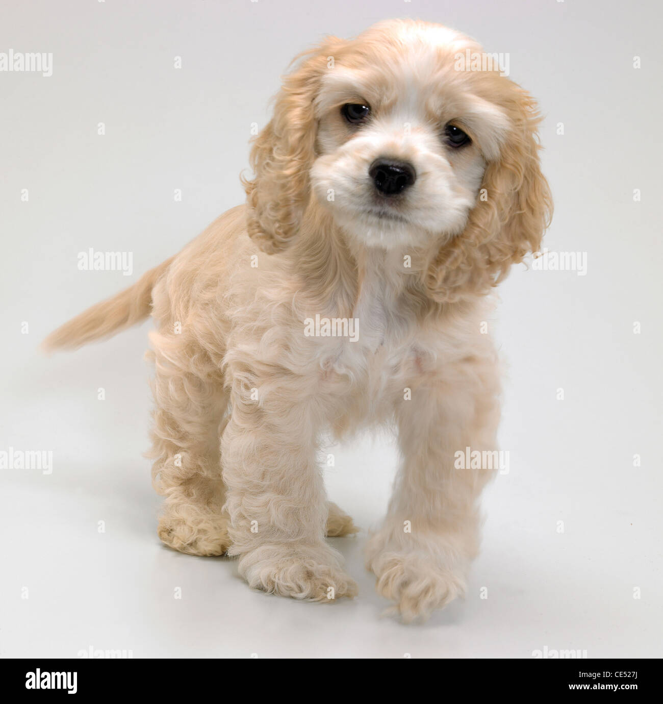 American cocker spaniel puppy Banque de photographies et d’images à ...