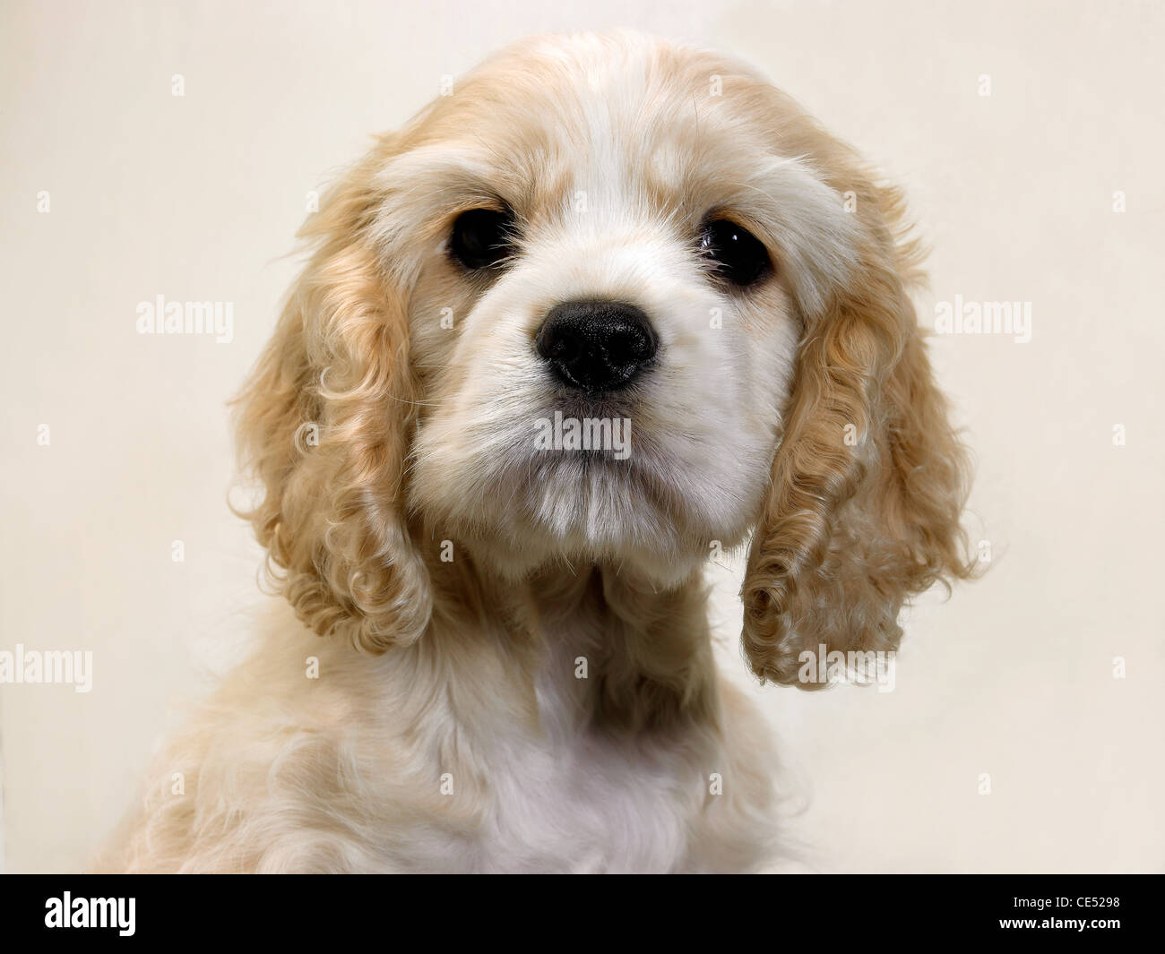 American cocker spaniel puppy Banque de photographies et d’images à ...