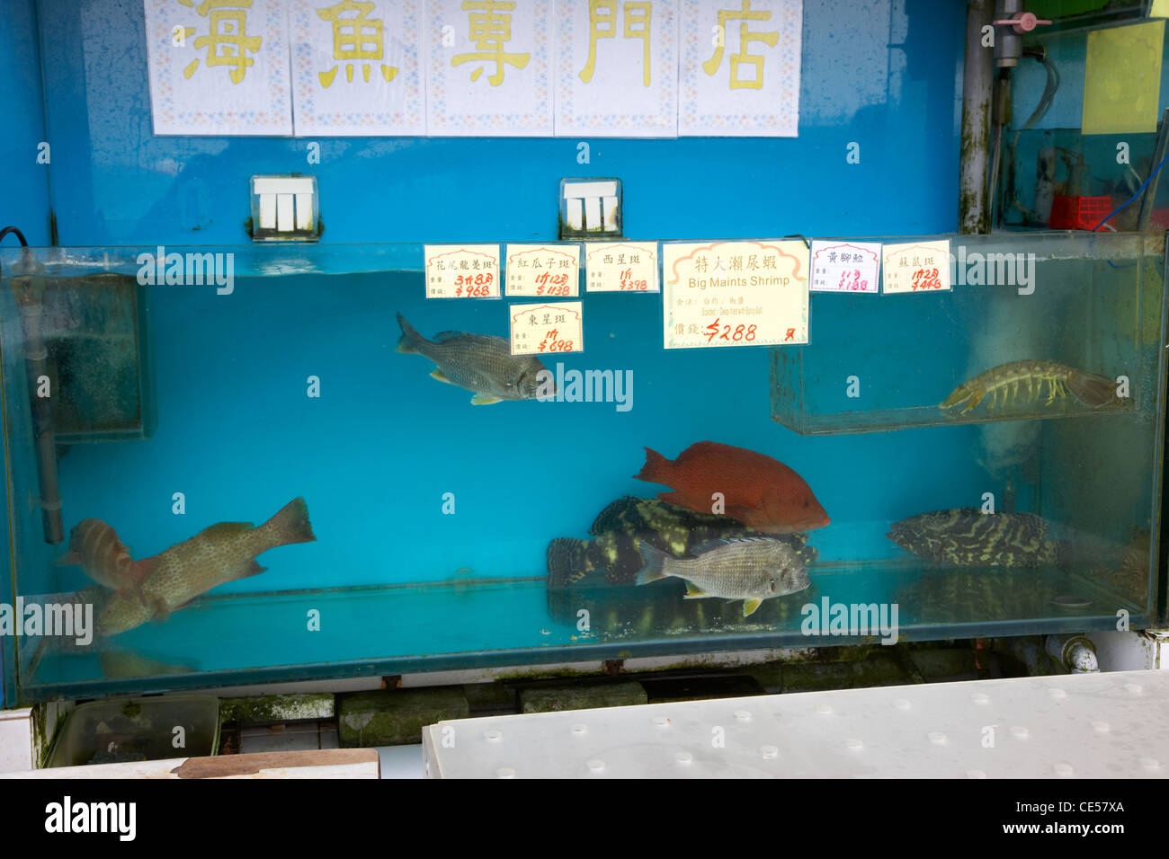 Chinese fish tank restaurant in Banque de photographies et d’images à ...