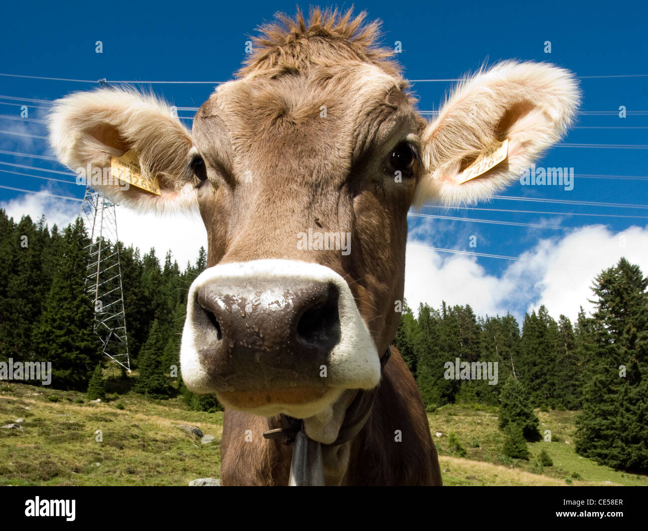 Vache gros plan Banque de photographies et d’images à haute résolution ...