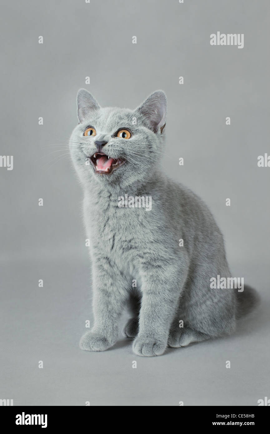 Chat miaou Banque de photographies et d’images à haute résolution - Alamy