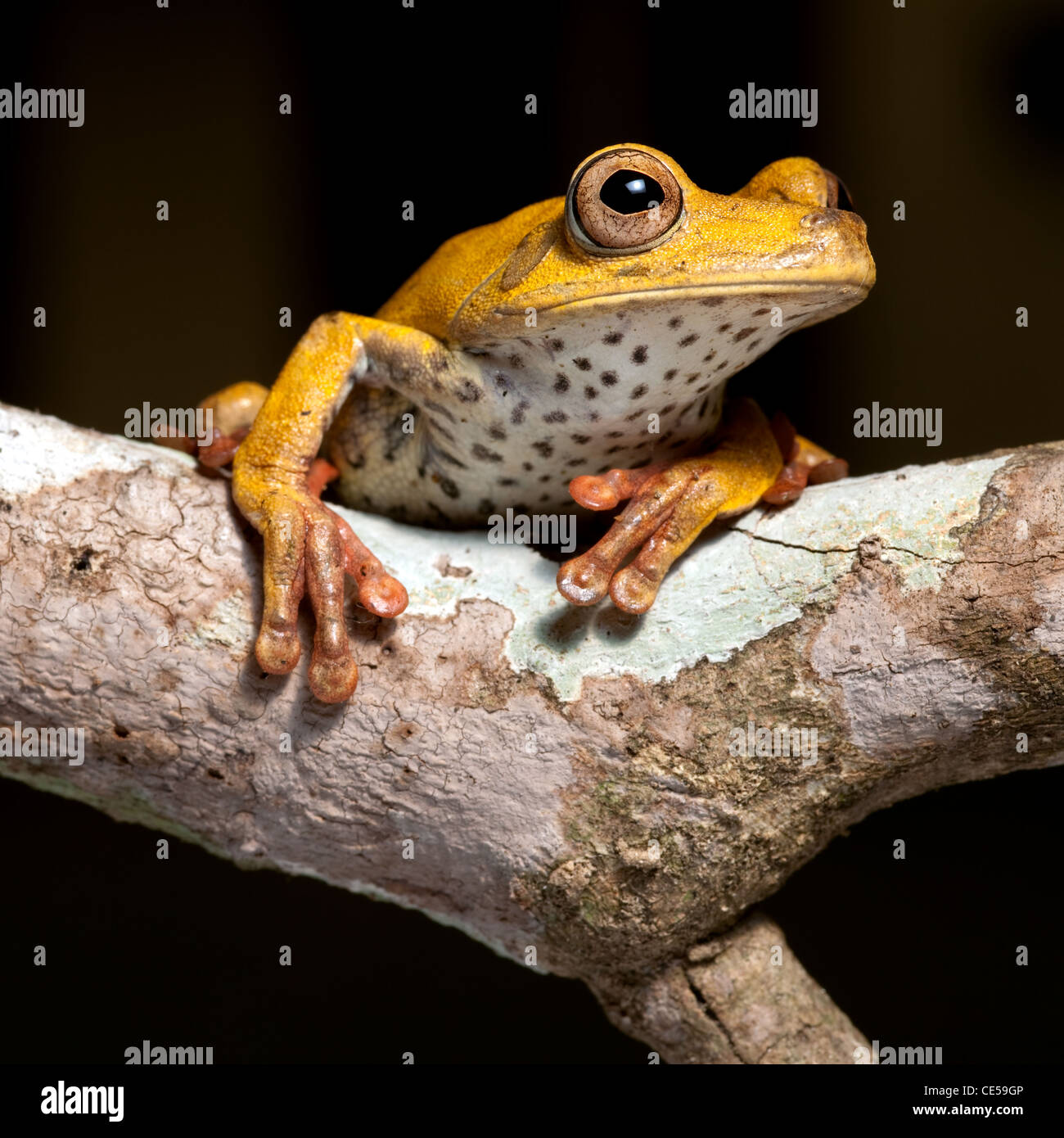 Amphibiens grenouille rainette versicolore tropical rainforest branch ...