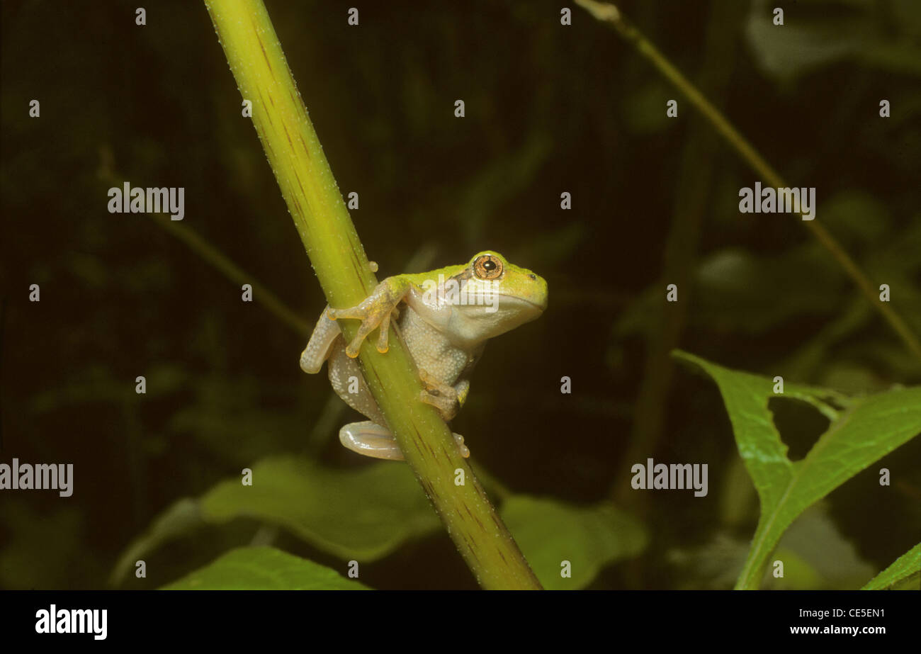 Rainette gris hyla versicolor Banque de photographies et d’images à ...