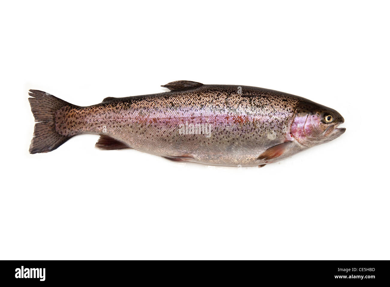Ensemble de la truite poisson isolé sur un fond blanc studio Photo ...