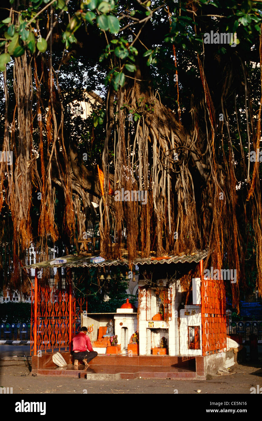 Temple banyan tree india Banque de photographies et d’images à haute ...