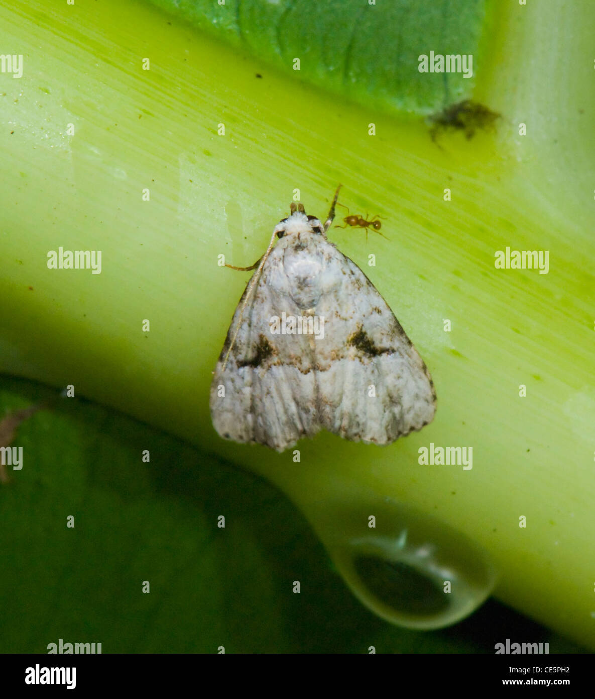 Moth costa rica Banque de photographies et d’images à haute résolution ...