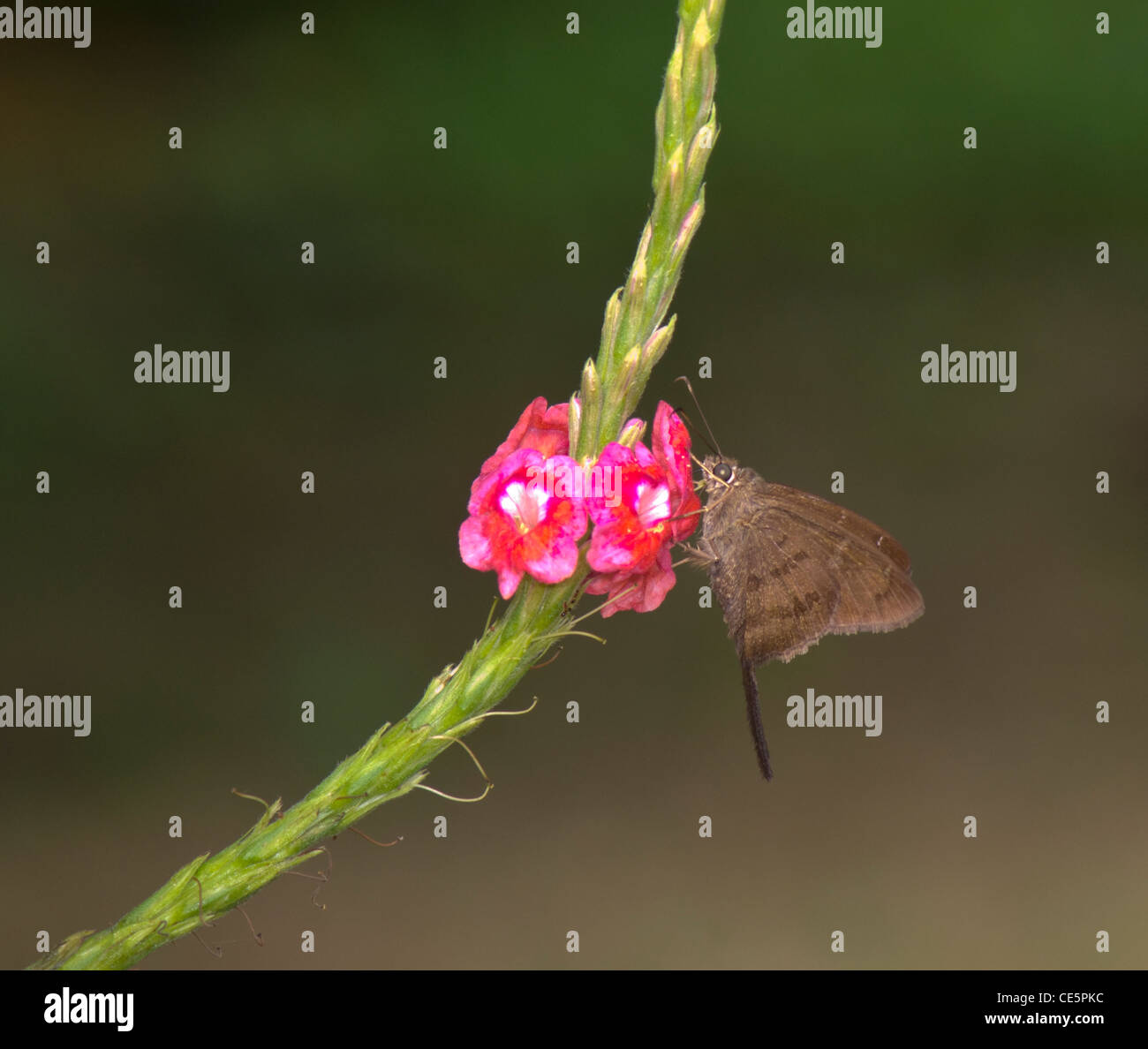 Moth costa rica america Banque de photographies et d’images à haute ...