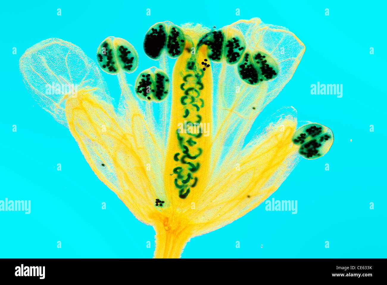 L'autofécondation chez Arabidopsis thaliana fleur Photo Stock - Alamy