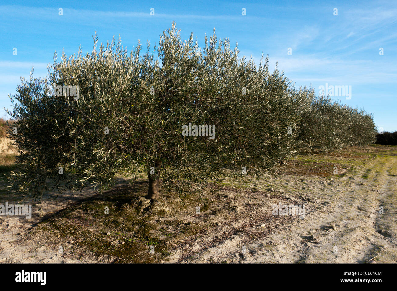 Oliviers arbres Banque de photographies et d’images à haute résolution ...