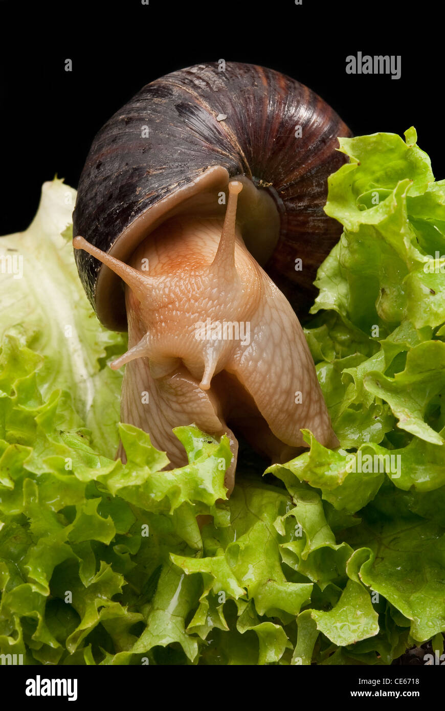 Escargot géant africain Banque de photographies et d’images à haute ...