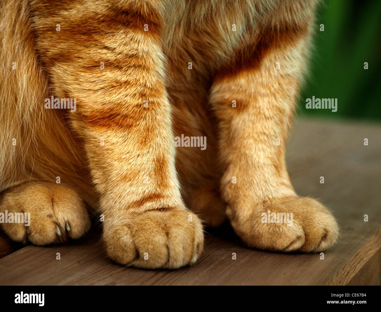 Pattes de chat Banque de photographies et d’images à haute résolution ...