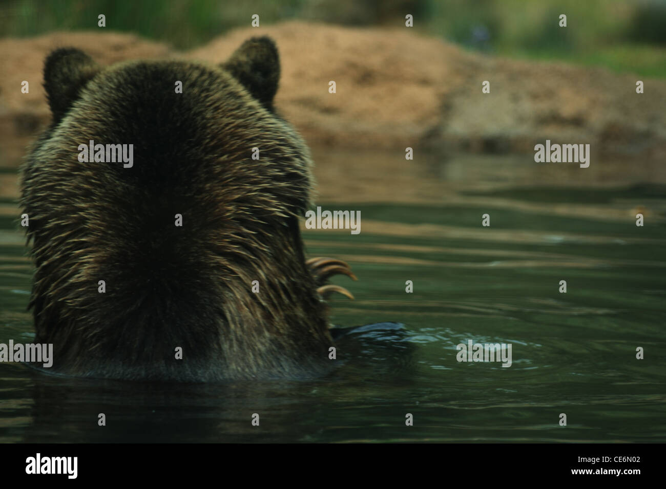 Griffes d'ours Banque de photographies et d’images à haute résolution ...