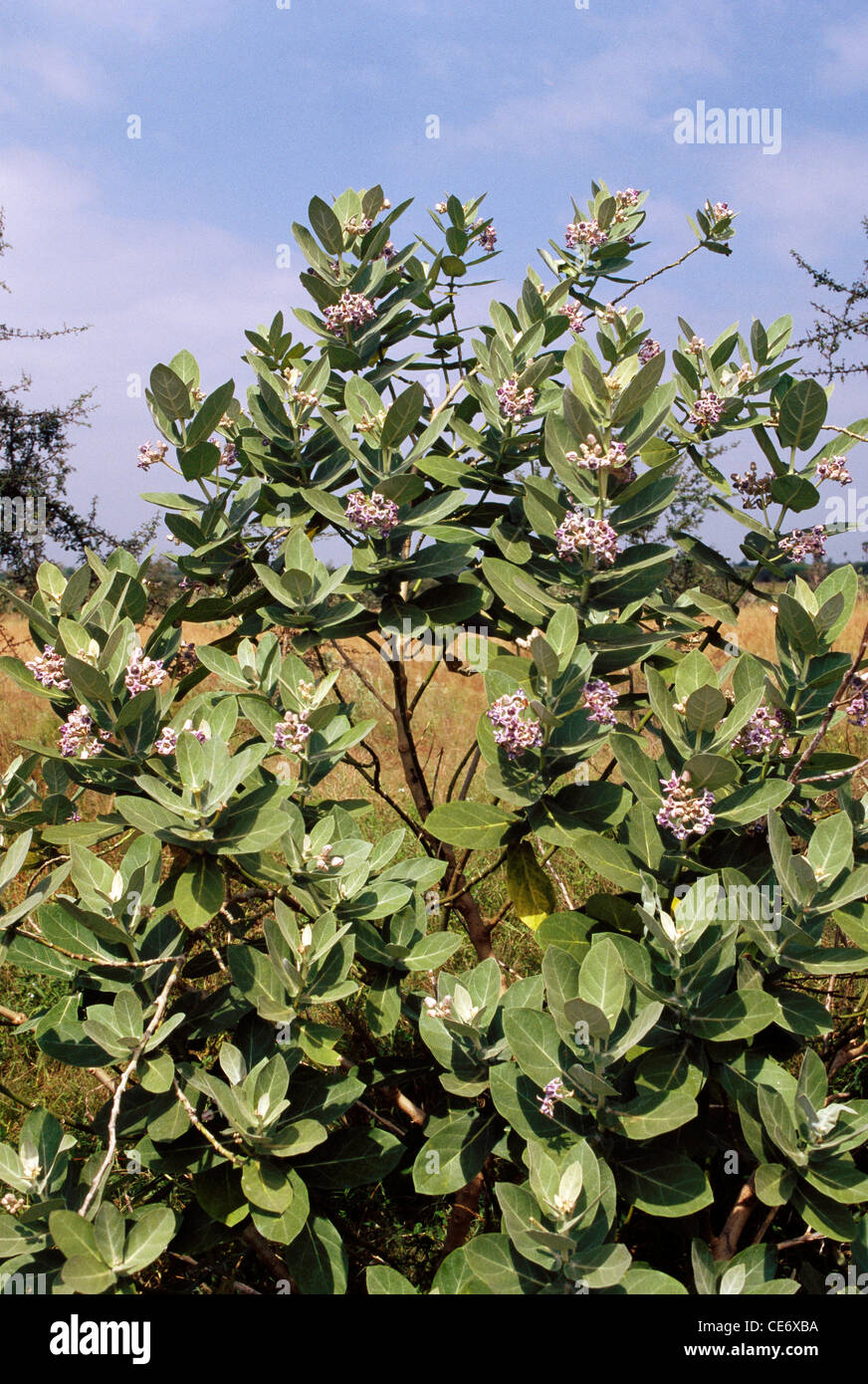 Arbre de Madar ; Calotropis gigantea linn ; laitoued ; pomme de Sodome ...
