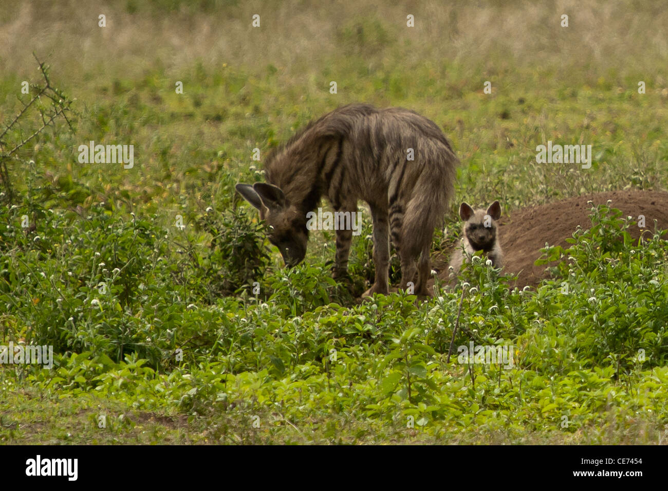 Striped hyena Banque de photographies et d’images à haute résolution ...