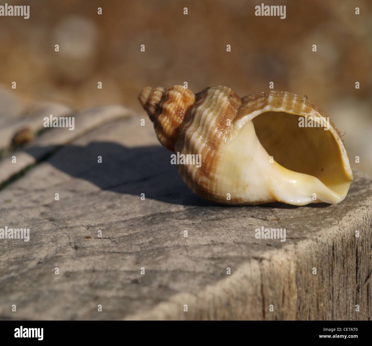 Bulot commun Banque de photographies et d’images à haute résolution - Alamy