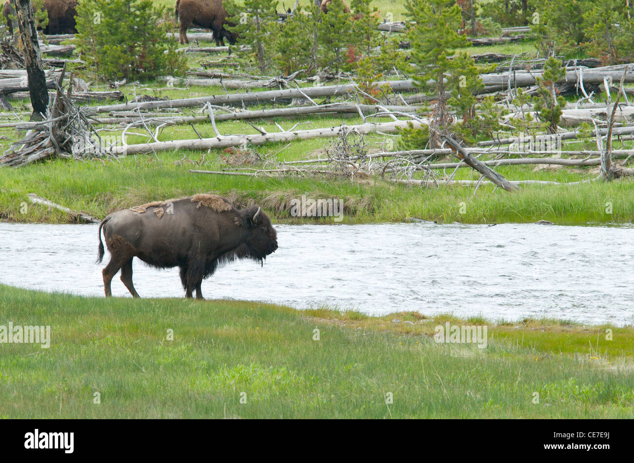 Viande de bison Banque de photographies et d’images à haute résolution ...