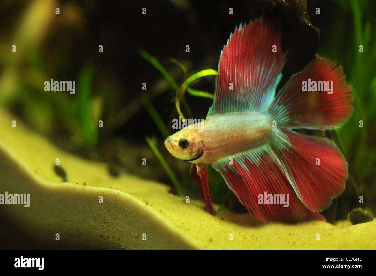 Betta splendens Banque de photographies et d’images à haute résolution ...