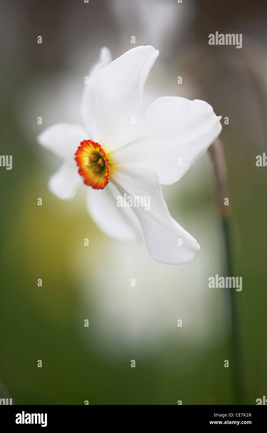 Avec narcisse Banque de photographies et d’images à haute résolution ...