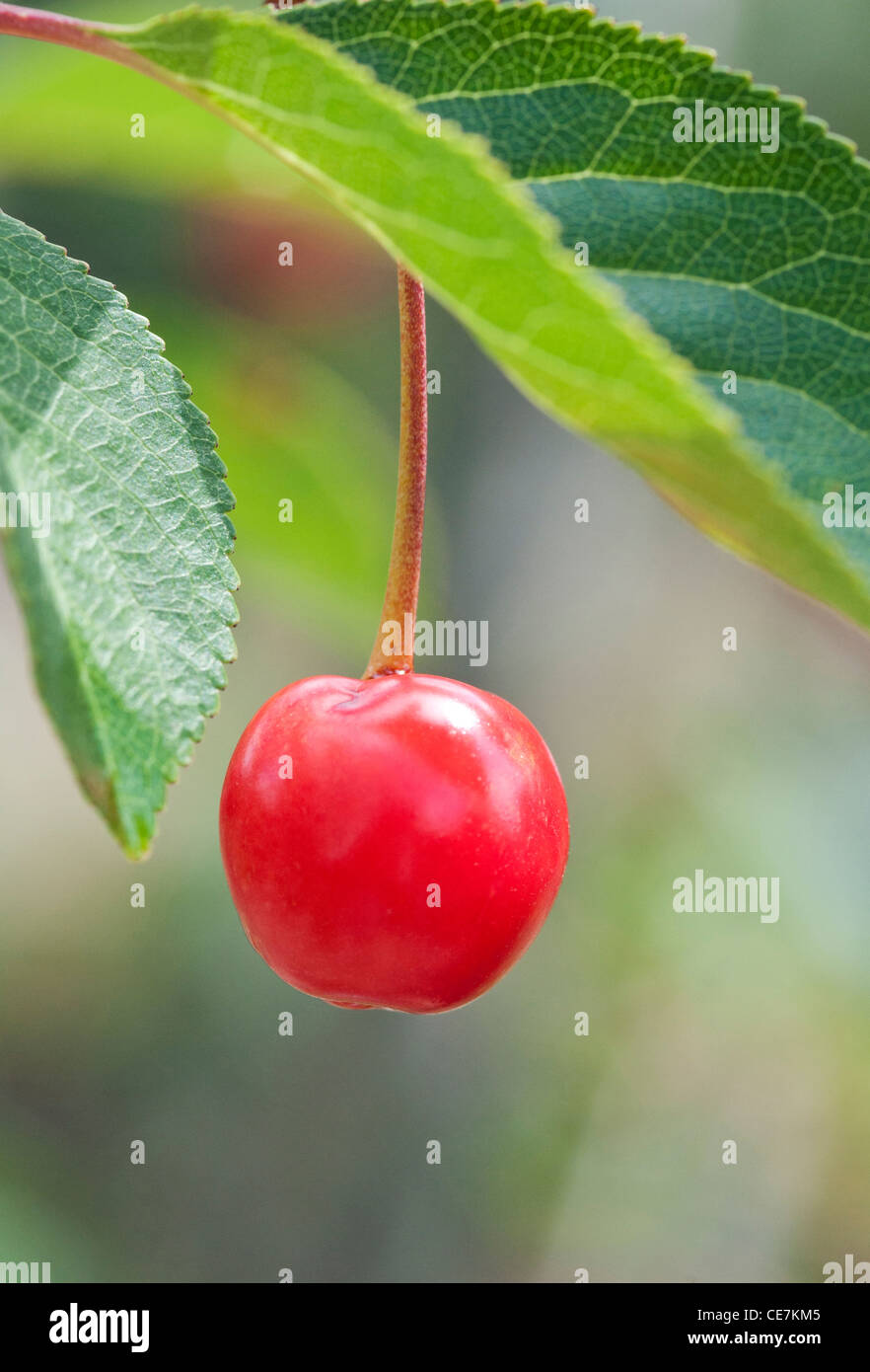 Fruit rouge dans un arbre Banque de photographies et d’images à haute ...
