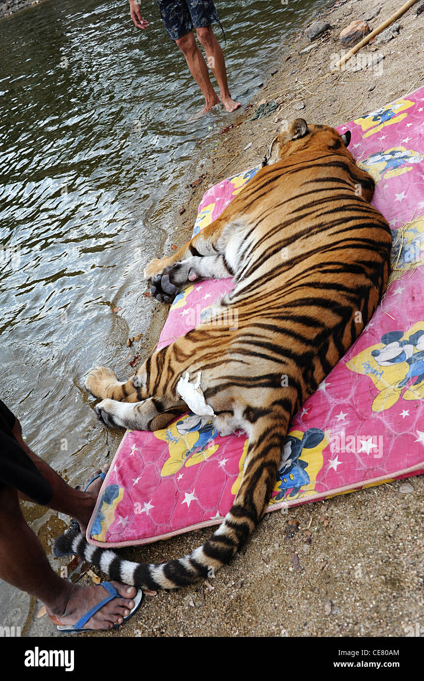 MEOW Tiger visite le lac deux jours avant son opération de la colonne ...